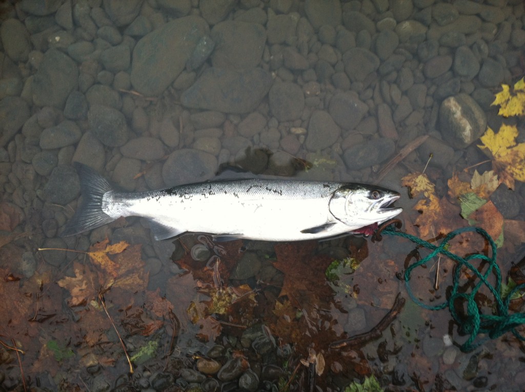 Coho 2 - The Lunkers Guide