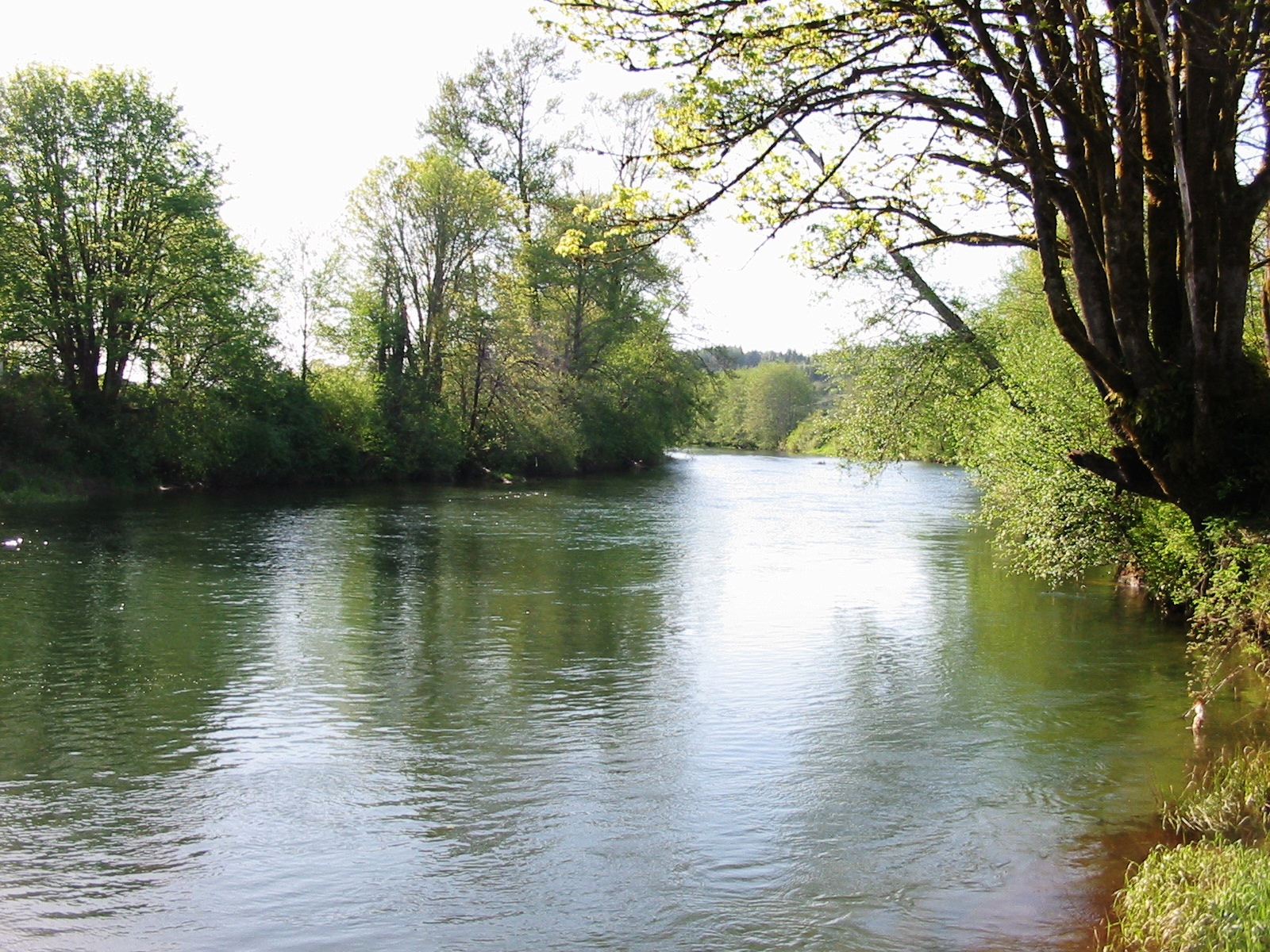 2016 Wynoochee River Fishing Report - The Lunkers Guide