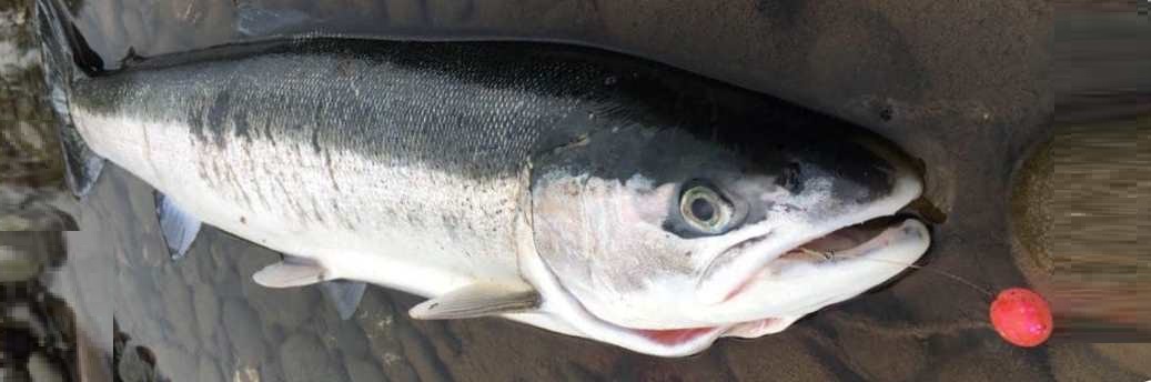 Monster Chomps Bloody Disco - The Lunkers Guide